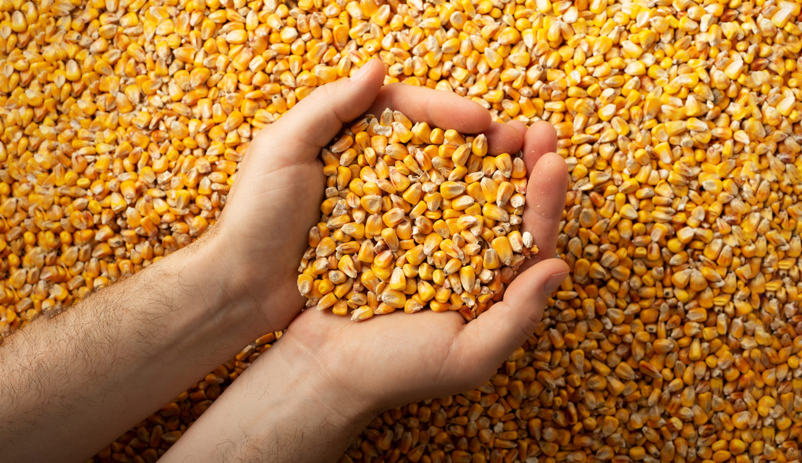 From farm to philanthropy: The power of donating crops - Omaha ...